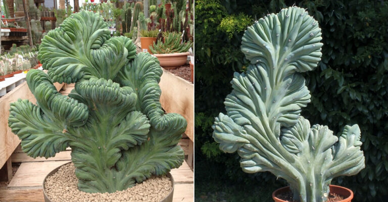 The “Blue Smoke Cactus”: A Mesmerizing Botanical Wonder - Hasan Jasim