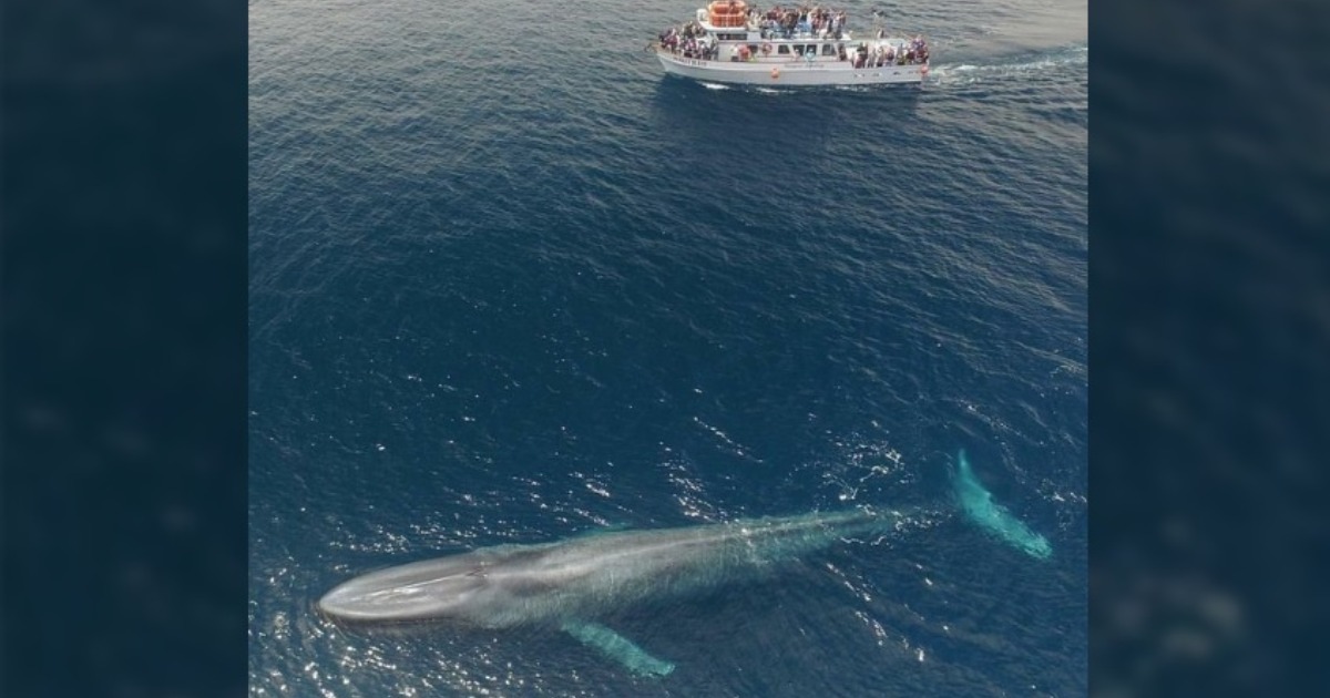 The Enormous Majesty of the Blue Whale: A Glimpse into Nature’s Giants ...