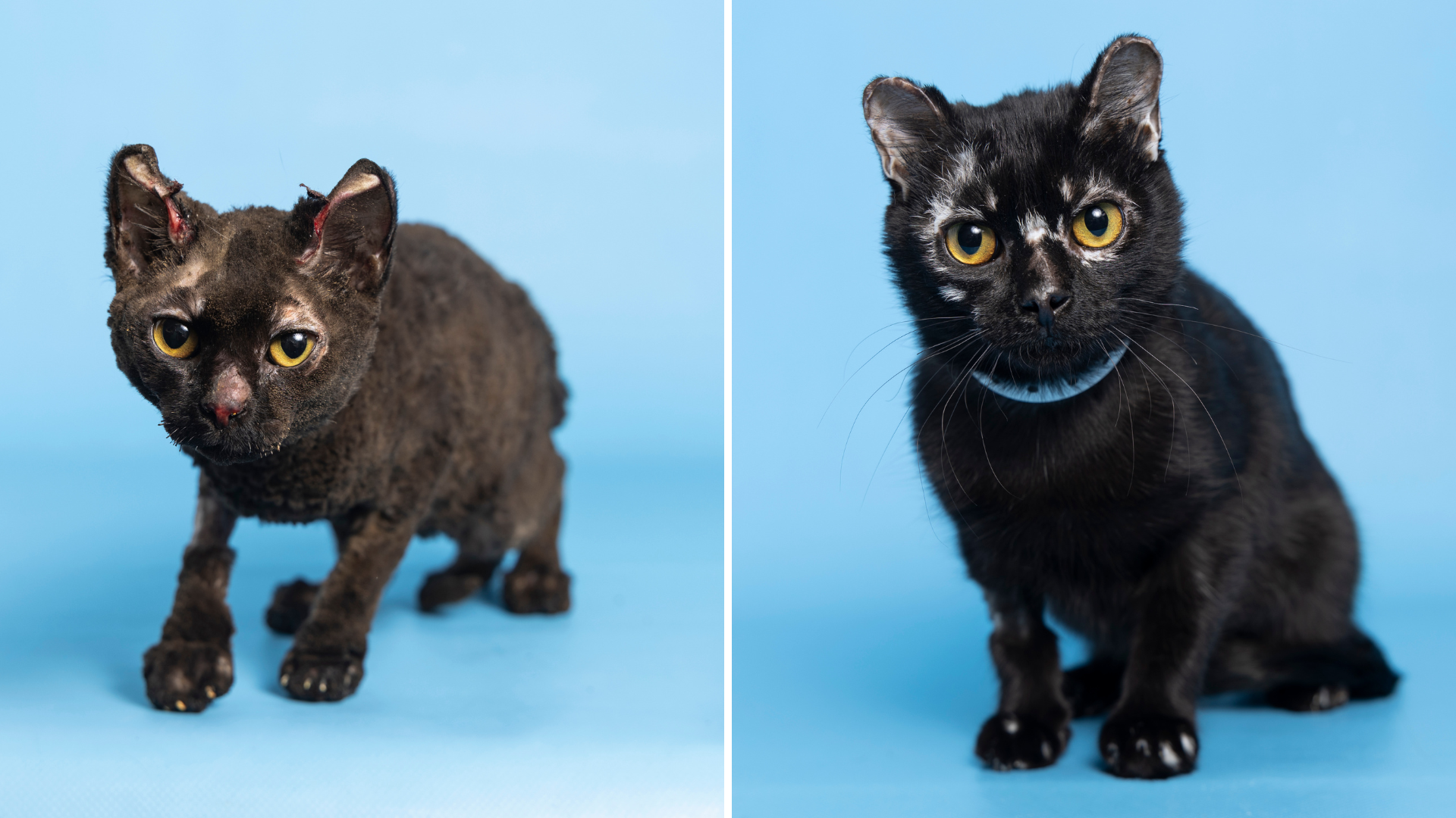 Cat makes incredible recovery after being severely burned in fire — now ...