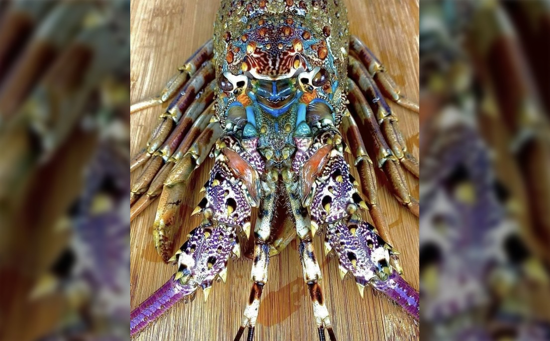 Rainbow Lobster: The Mysterious Migration of the Tropical Rock Lobster ...