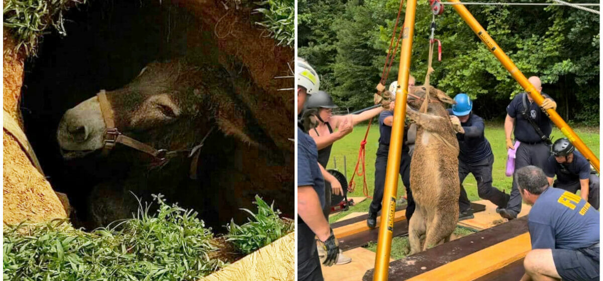 Rescue groups come together to save donkey trapped in sinkhole - Hasan ...