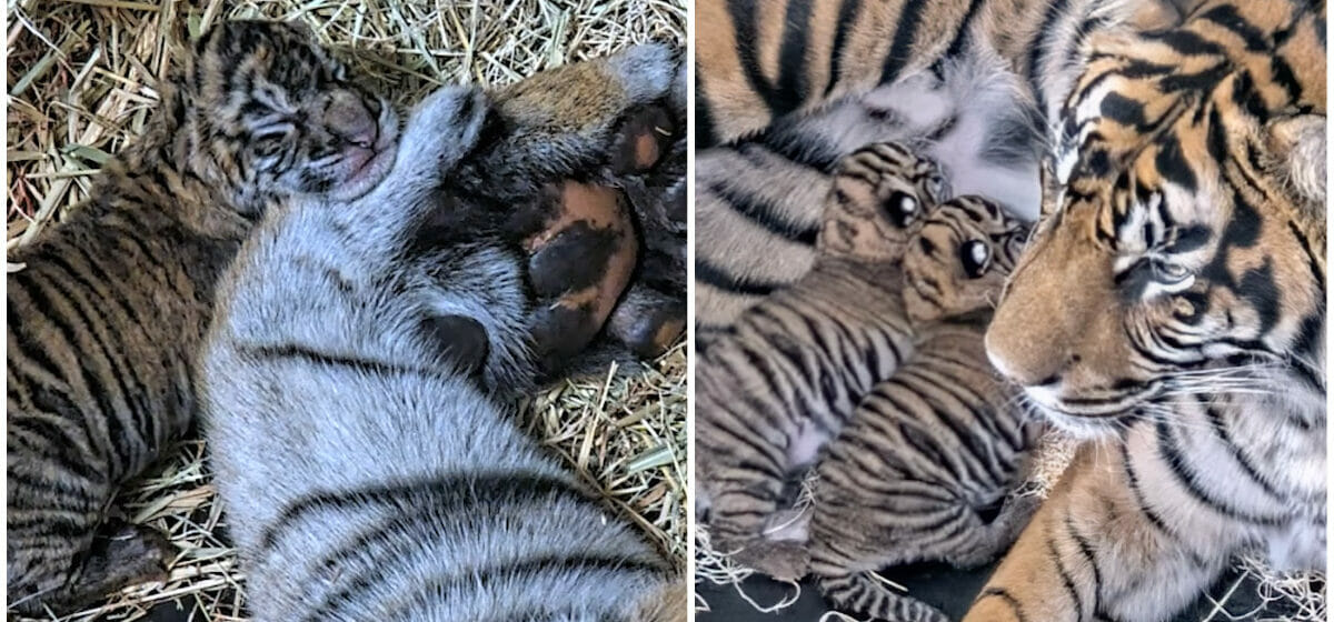 Zoo celebrates birth of two critically endangered sumatran tiger cubs ...