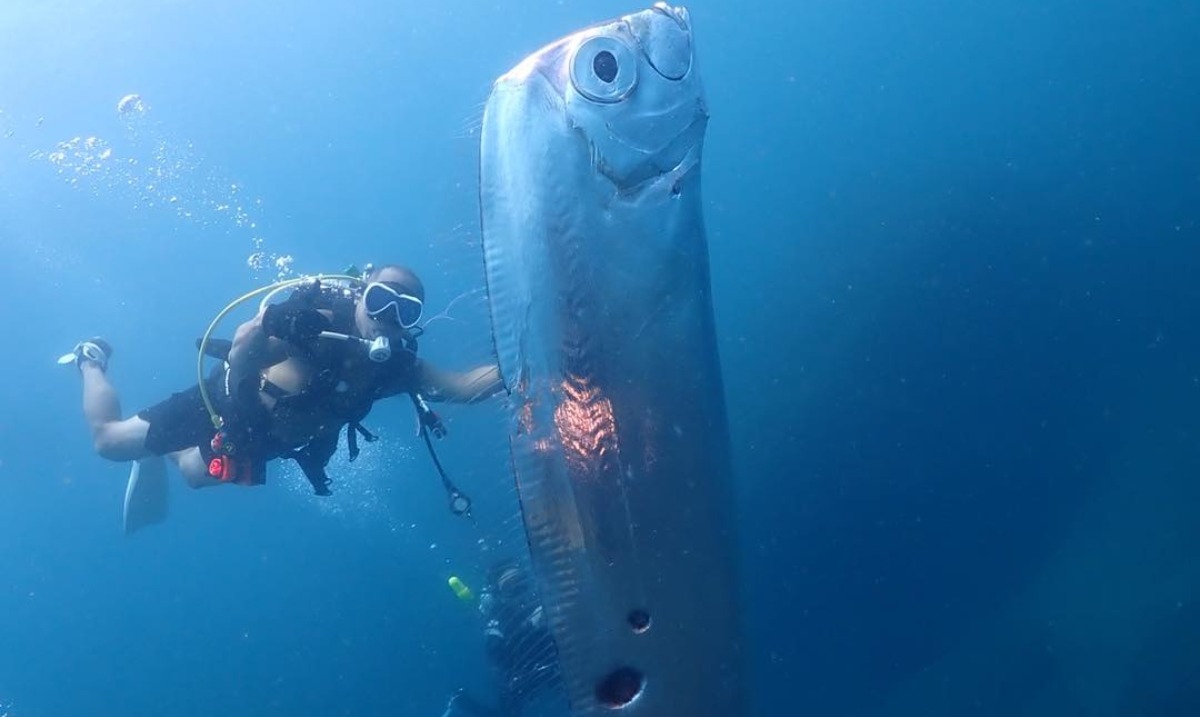 Divers Discover ‘Fish of the Resurrection’ off Taiwan’s Coast, Believed ...