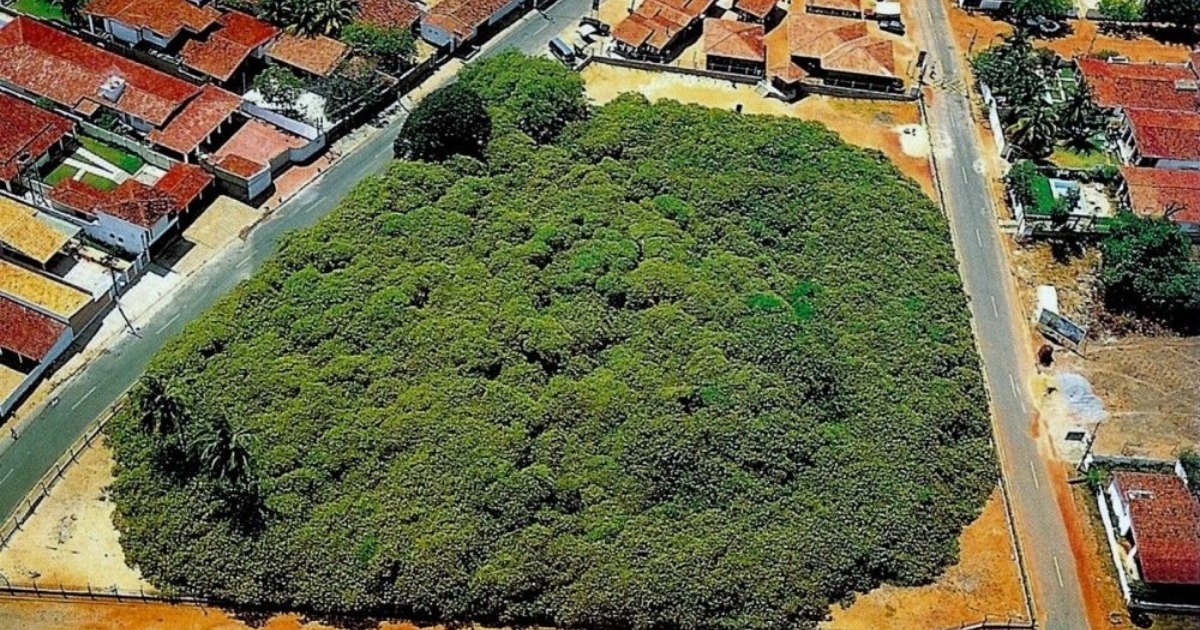 The Largest Cashew Tree in the World: A 1,000-Year-Old Marvel Covering ...