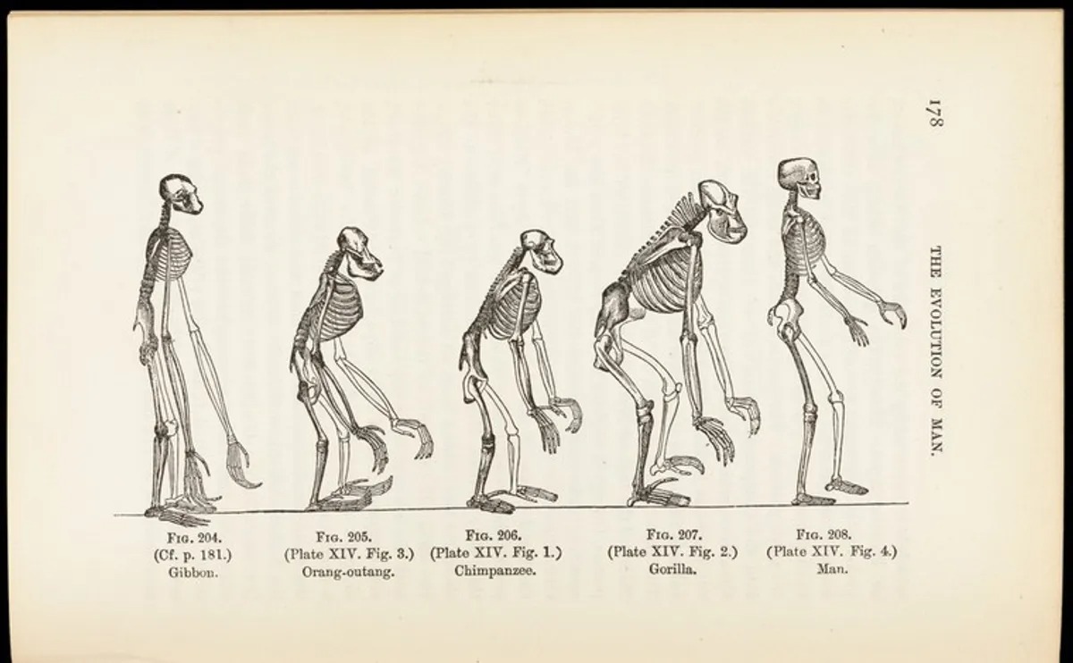 If Evolution Is Real, Why Are There Still Monkeys Around Today? - Hasan ...