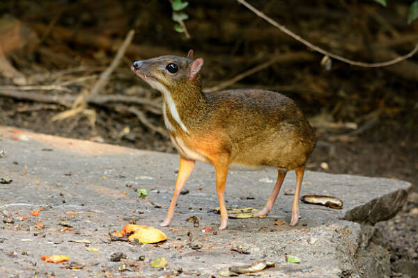 The Enigmatic Mouse Deer: Living Fossils and the Origins of Whales ...