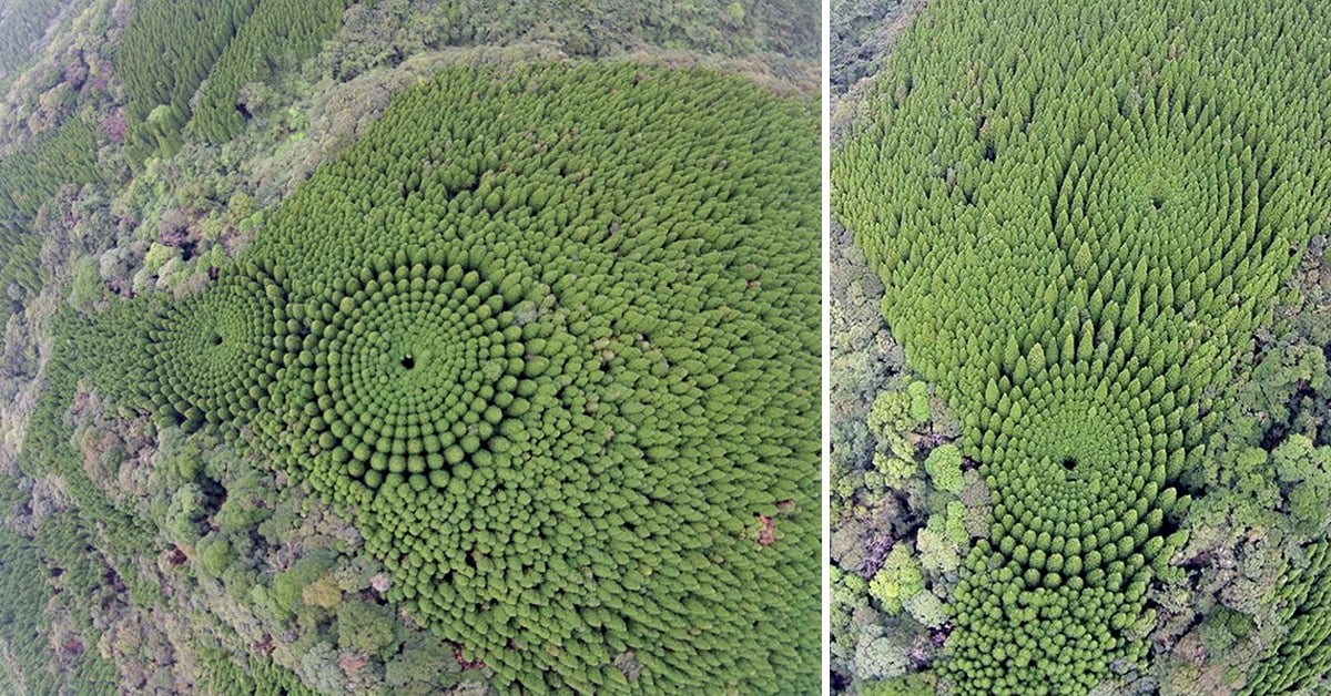 Japanese Experiment Leads to Stunning Tree ‘Crop Circles’ After Half a ...