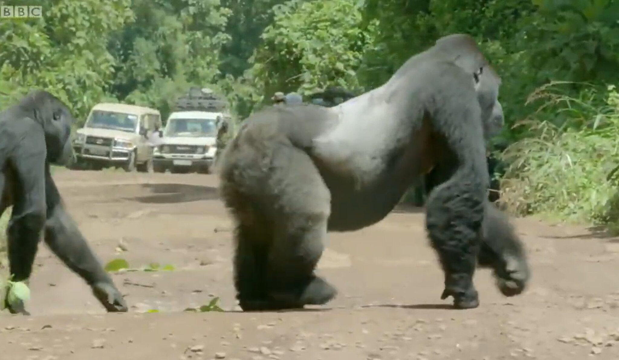 The Heroic Silverback Gorilla: Protecting His Family by Blocking ...