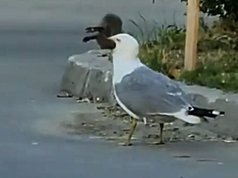 Seagull Devours Squirrel: Viral Video Shatters Perception of Their Diet ...