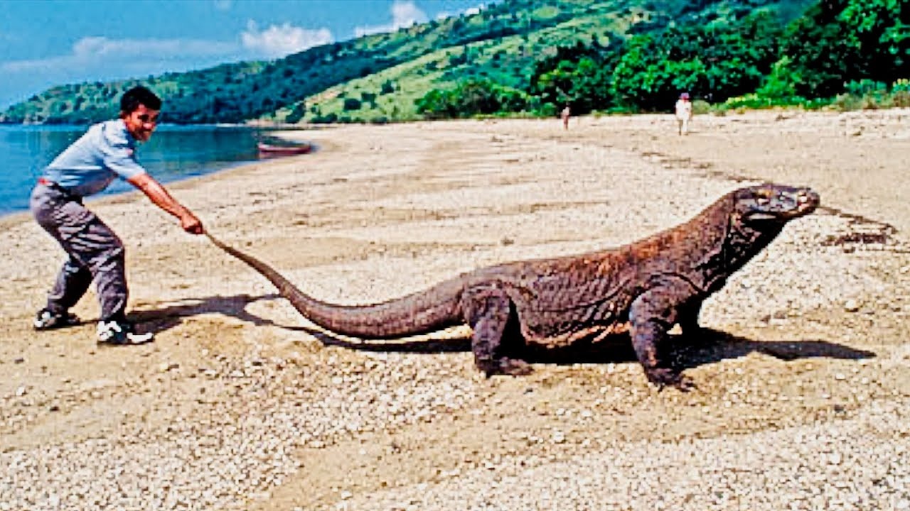 The Mighty Komodo Dragon: Largest Lizard Species with an Insatiable ...