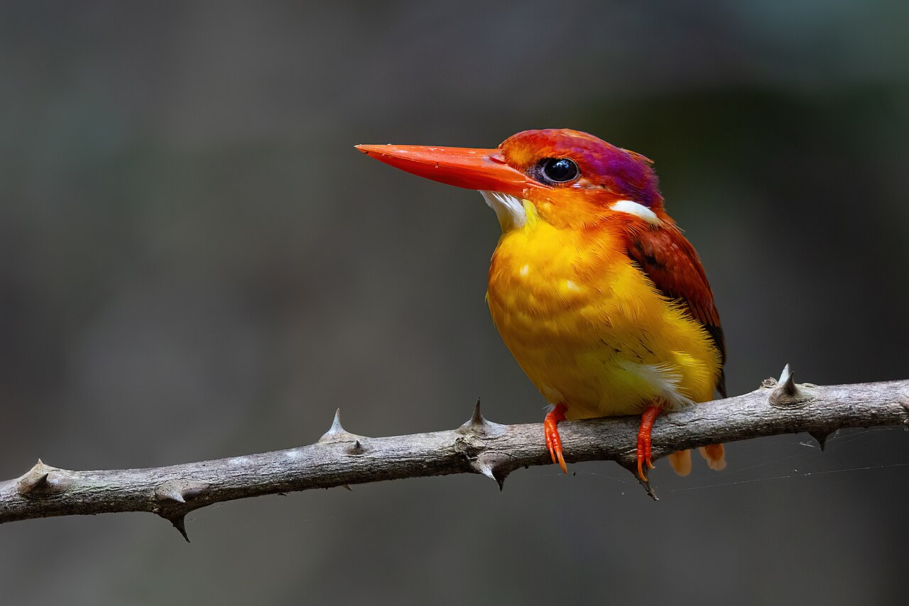 The Oriental Dwarf Kingfisher: A Stunning Avian Jewel of Red, Yellow ...