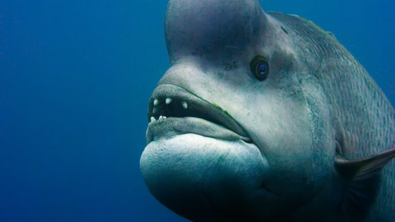 The Fascinating Life of the Asian Sheepshead Wrasse: A Story of ...