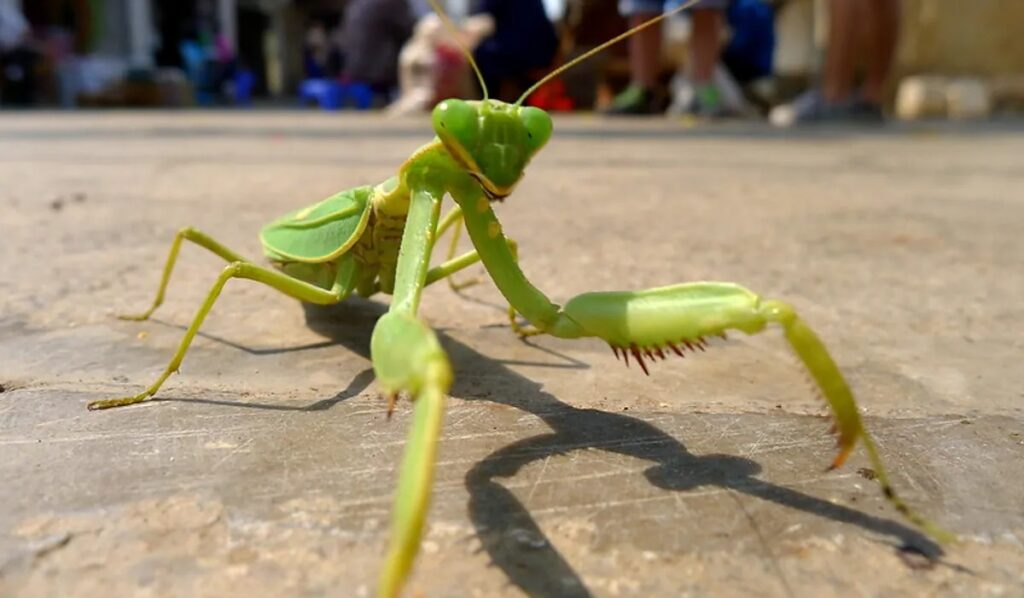 Tibetan White Yak – The Enigmatic Snow White Rarity - Hasan Jasim