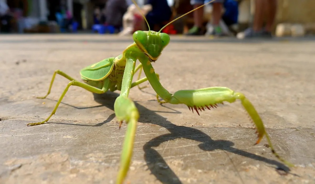 Insects Feel Pain: Groundbreaking Study Unveils Profound Implications ...