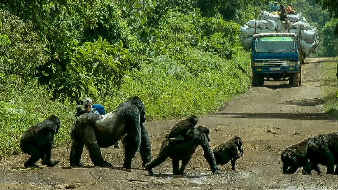 The Heroic Silverback Gorilla: Protecting His Family by Blocking ...
