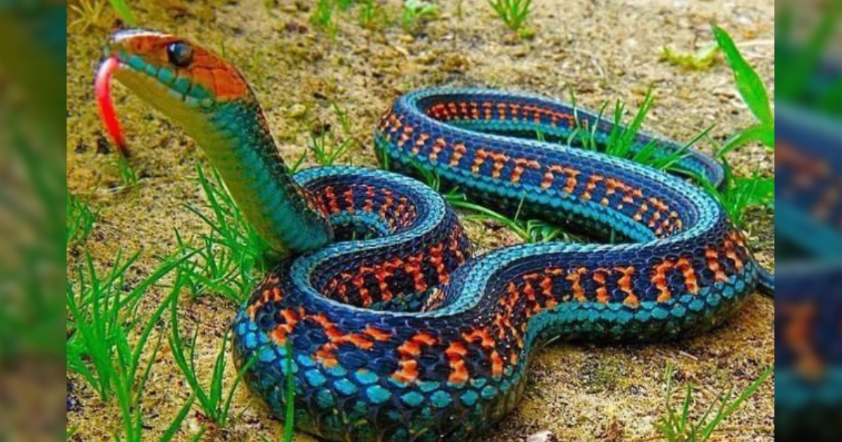 The San Francisco Garter Snake: Endangered Beauty in Peril - Hasan Jasim