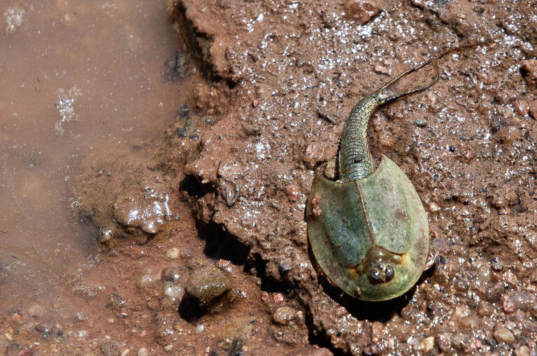 Mysterious Emergence: Hundreds of Three-Eyed 'Dinosaur Shrimp' Surface ...