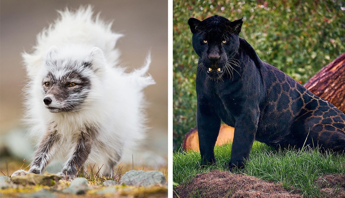 Magnificent Wildlife Photos From Savannah to Arctic Circle - Hasan Jasim