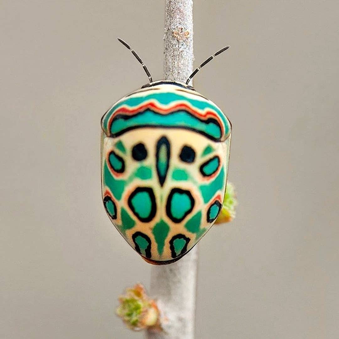 Picasso Bug: A Masterpiece of Nature - Hasan Jasim