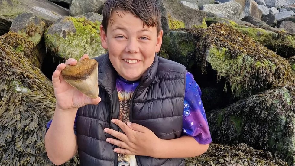Hemel Hempstead Boy’s Remarkable Discovery: Megalodon Shark Tooth Found at Walton-on-the-Naze ...