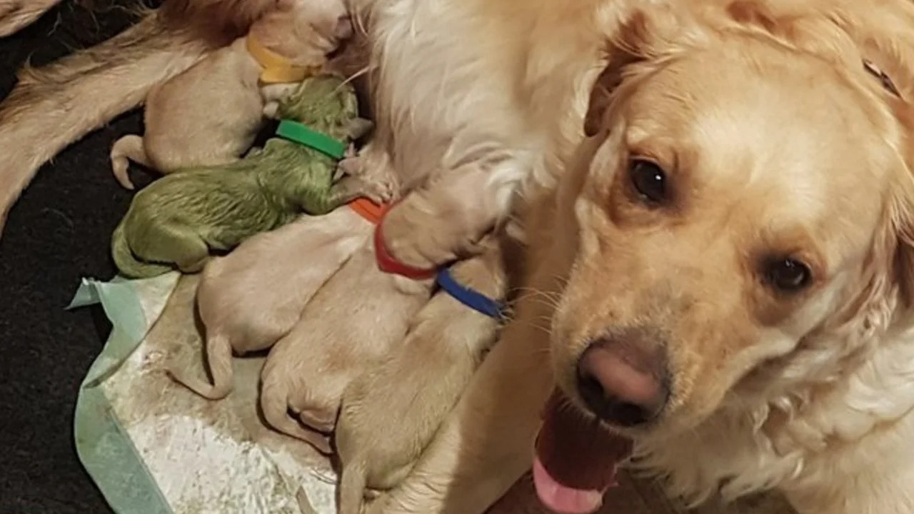 Family’s dog gives birth to unbelievably rare green puppy - Hasan Jasim