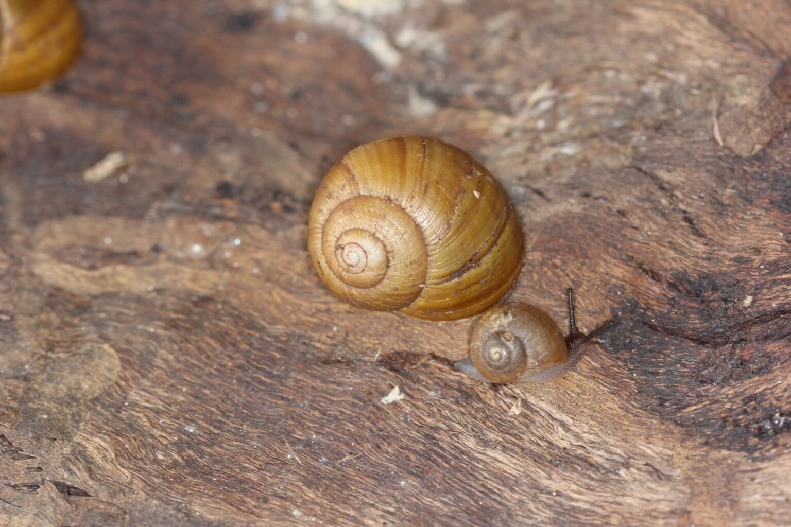 Sculpted by Nature: The Evolution of Snail Shells from Protoconch to ...