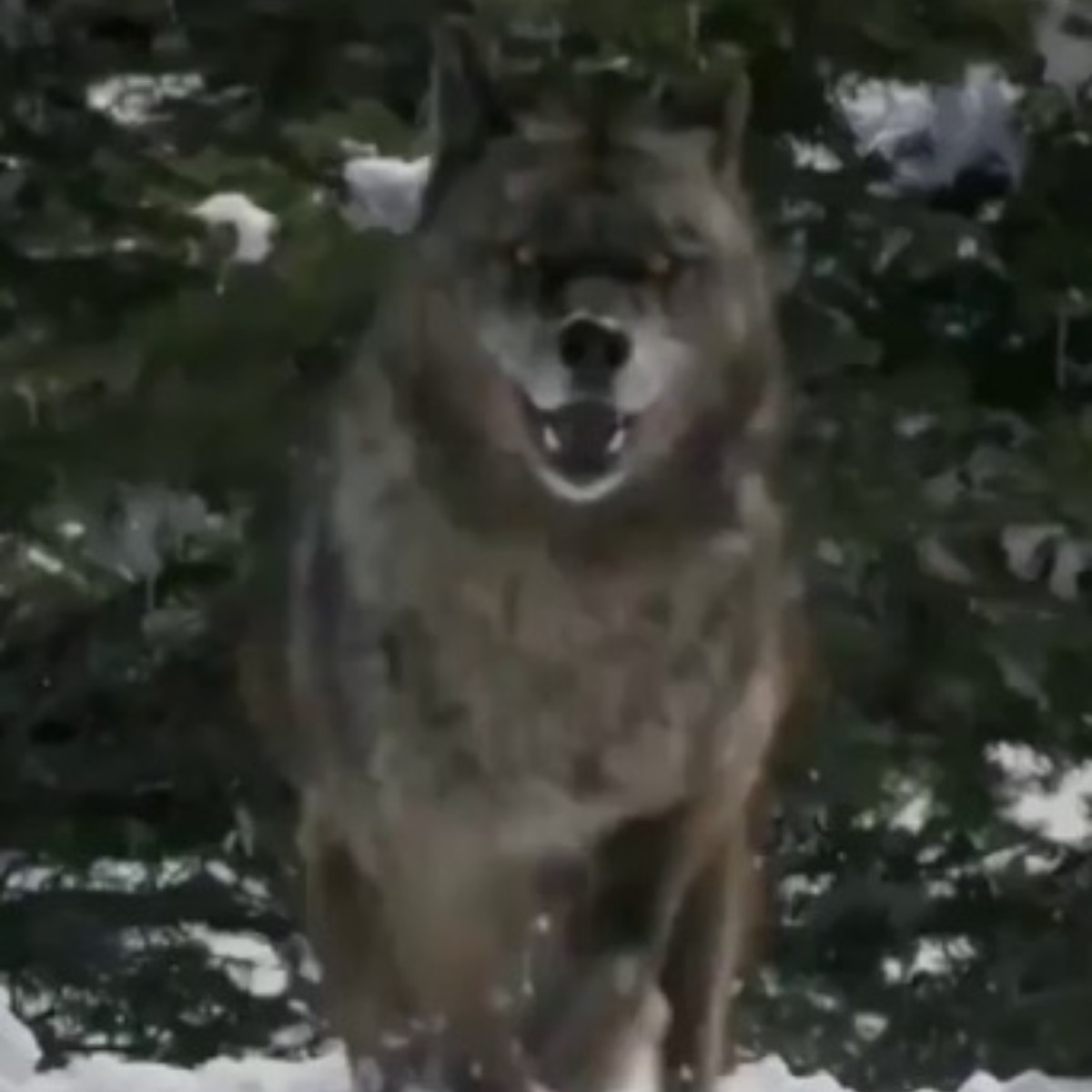 They Released 14 Wolves Into A Park. What Happens Next Is A Miracle And ...