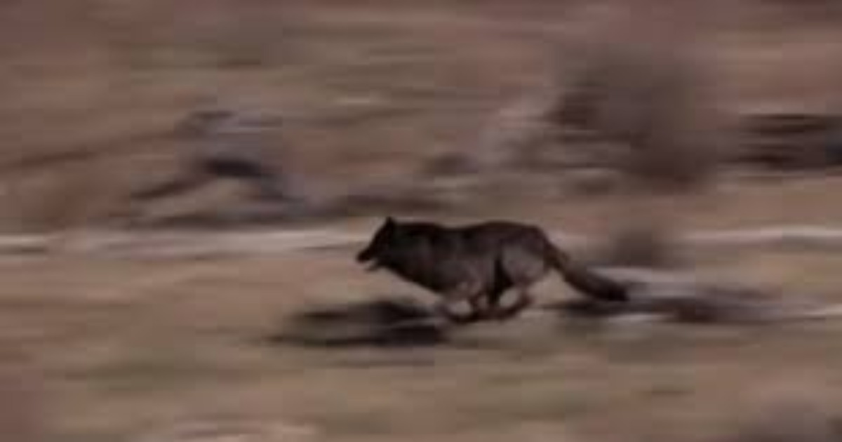 They Released 14 Wolves Into A Park. What Happens Next Is A Miracle And ...