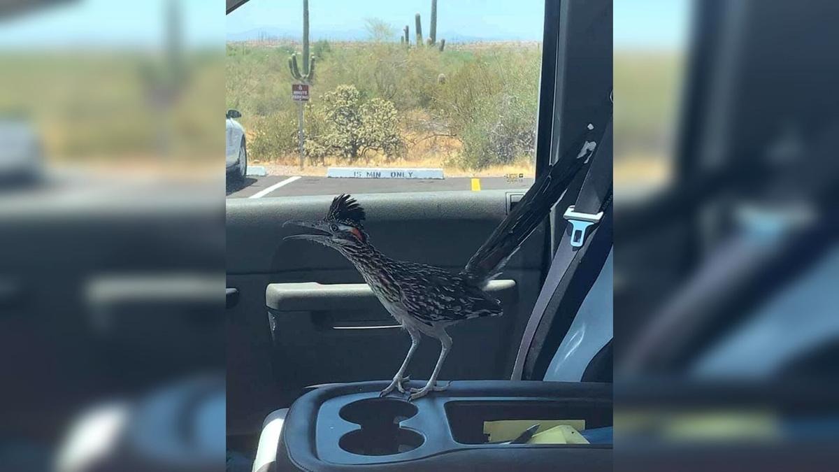 Unusual Encounter: Arizona Park Ranger Gets Surprise Guest as ...