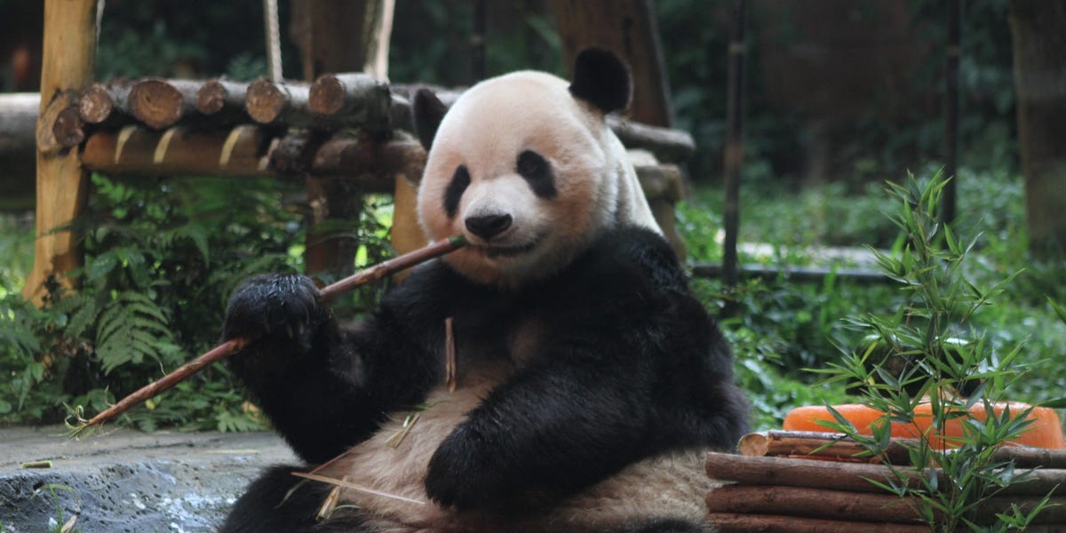 Ancient Wonders Unearthed: The Remarkable Discovery of a Giant Panda ...