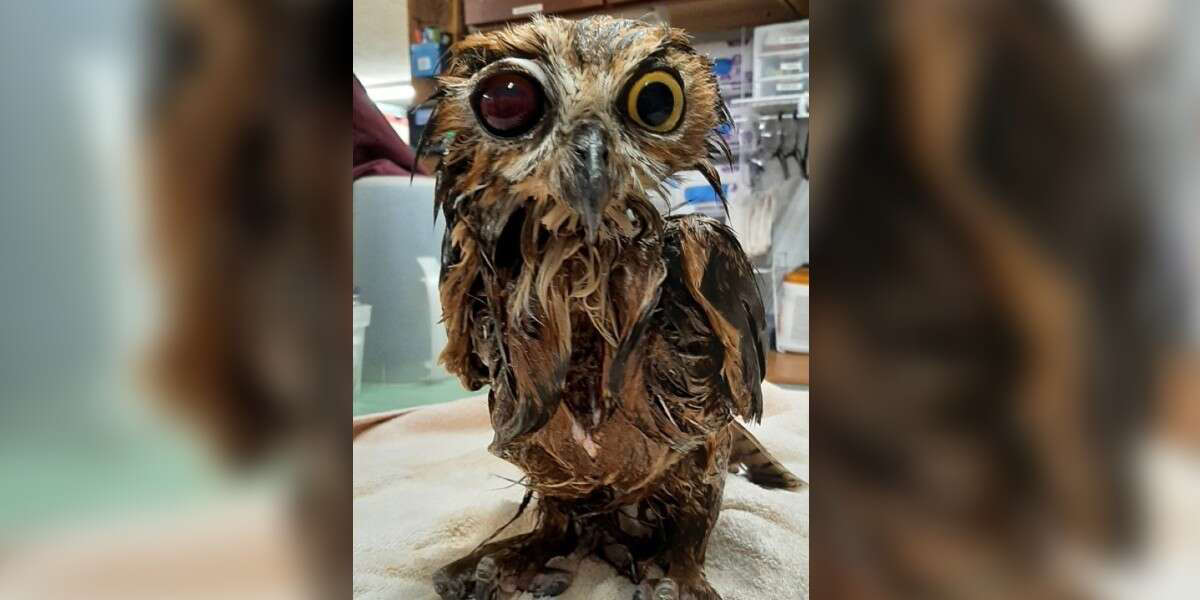 Rescued owl makes miraculous recovery after being shot with BB gun ...