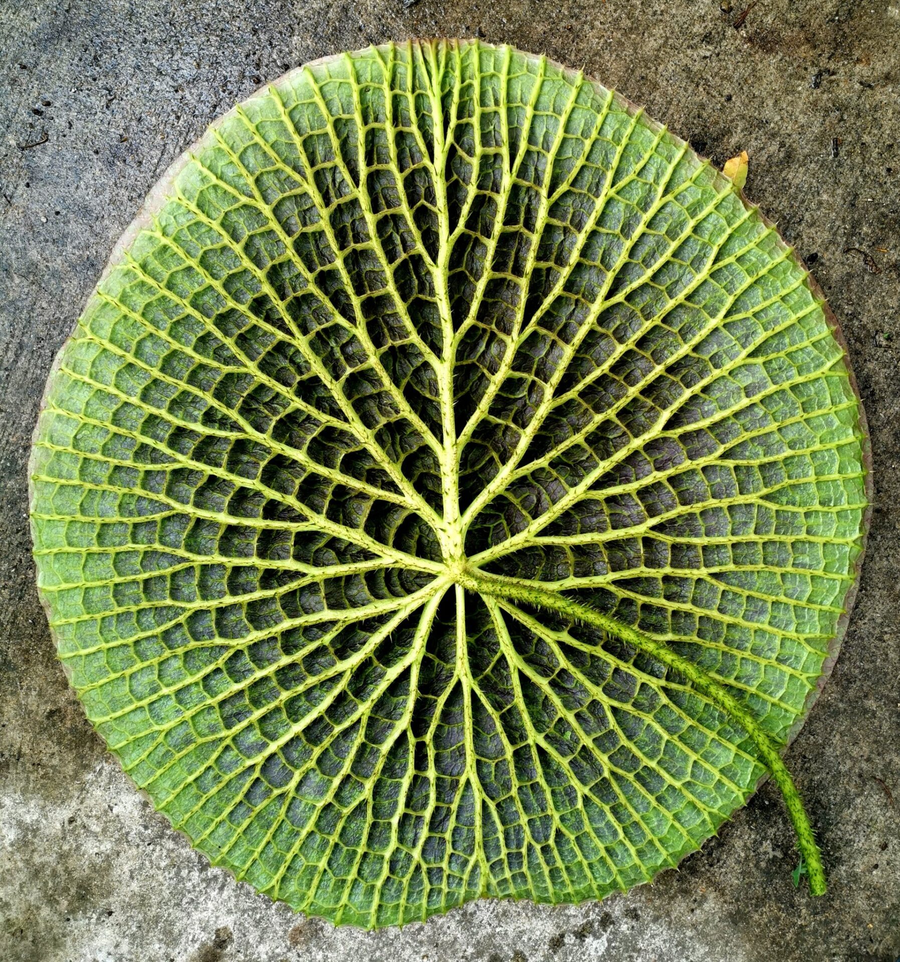 Revealing Nature’s Masterpiece: Unveiling the Enchanting Beauty of ...