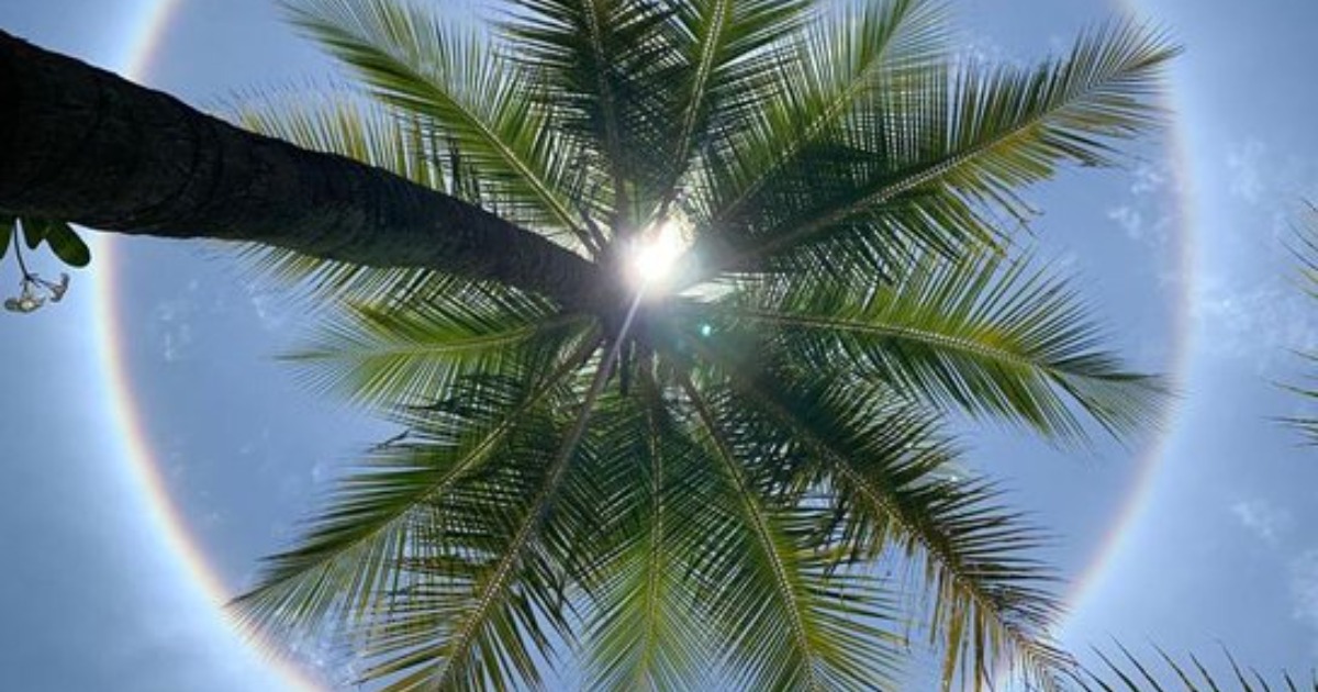 A Captivating Glimpse of Nature: The Enigmatic 22° Halo Over Bangalore ...