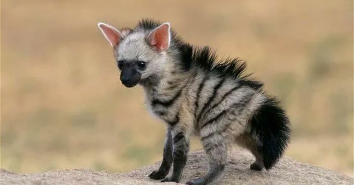 Unveiling the Aardwolf: A Remarkable Creature of Africa - Hasan Jasim