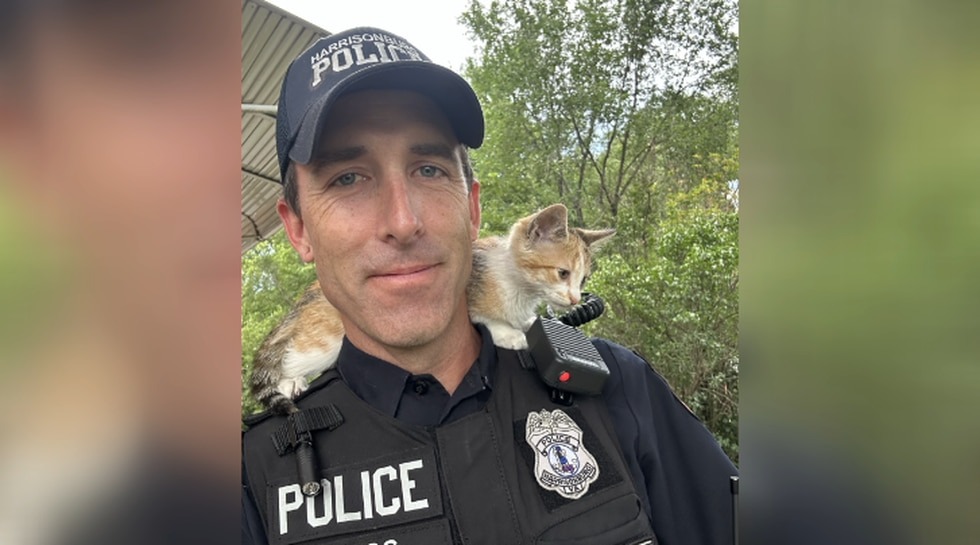 Kitten thrown from vehicle gets adopted by responding police officer ...
