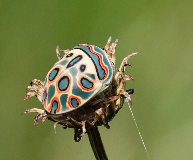 Picasso Bug: A Masterpiece of Nature - Hasan Jasim