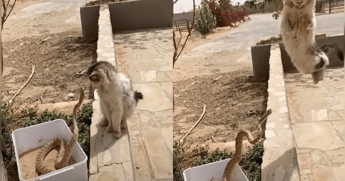 Feline Agility: Cat Demonstrates Insanely Quick Reflexes Dodging Snake ...