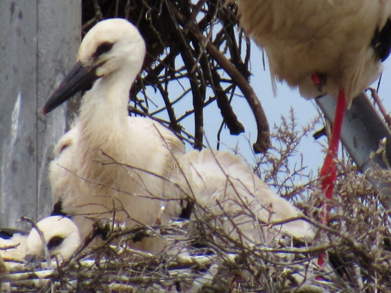 The Majestic White Storks of Algarve, Portugal - Hasan Jasim