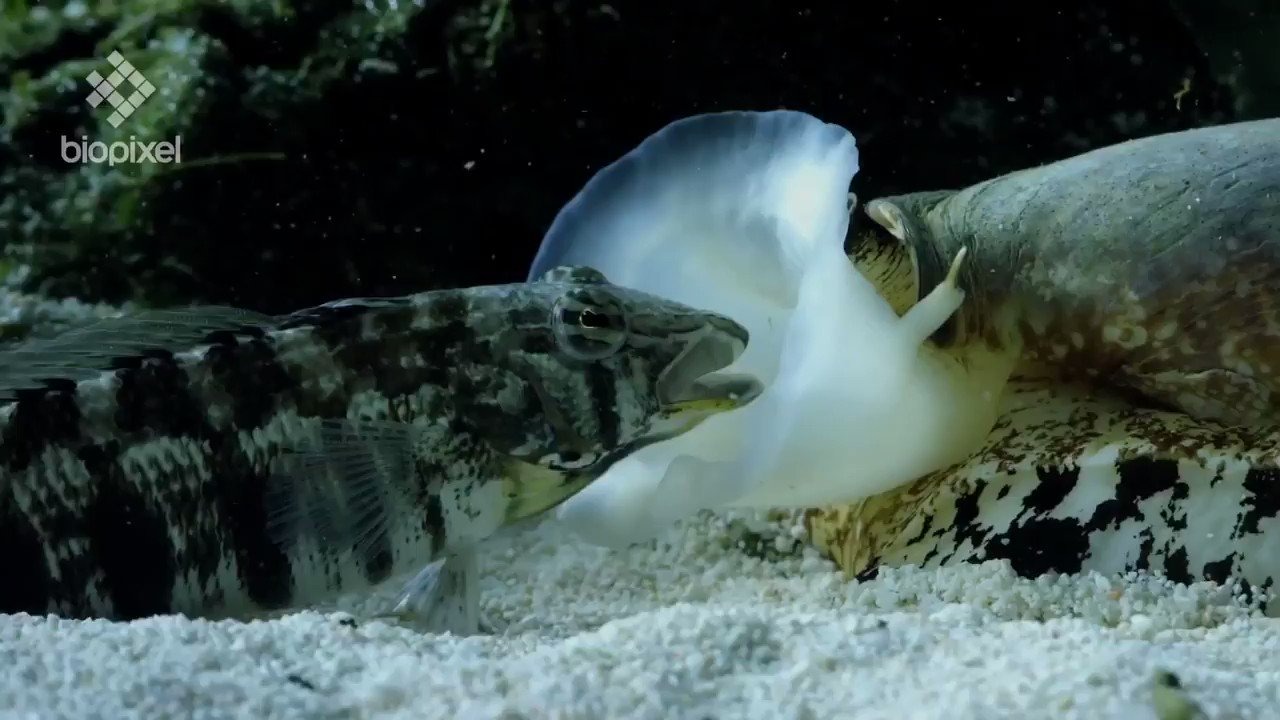 The Fascinating Geographus Cone Snail: A Masterful Predator with a ...