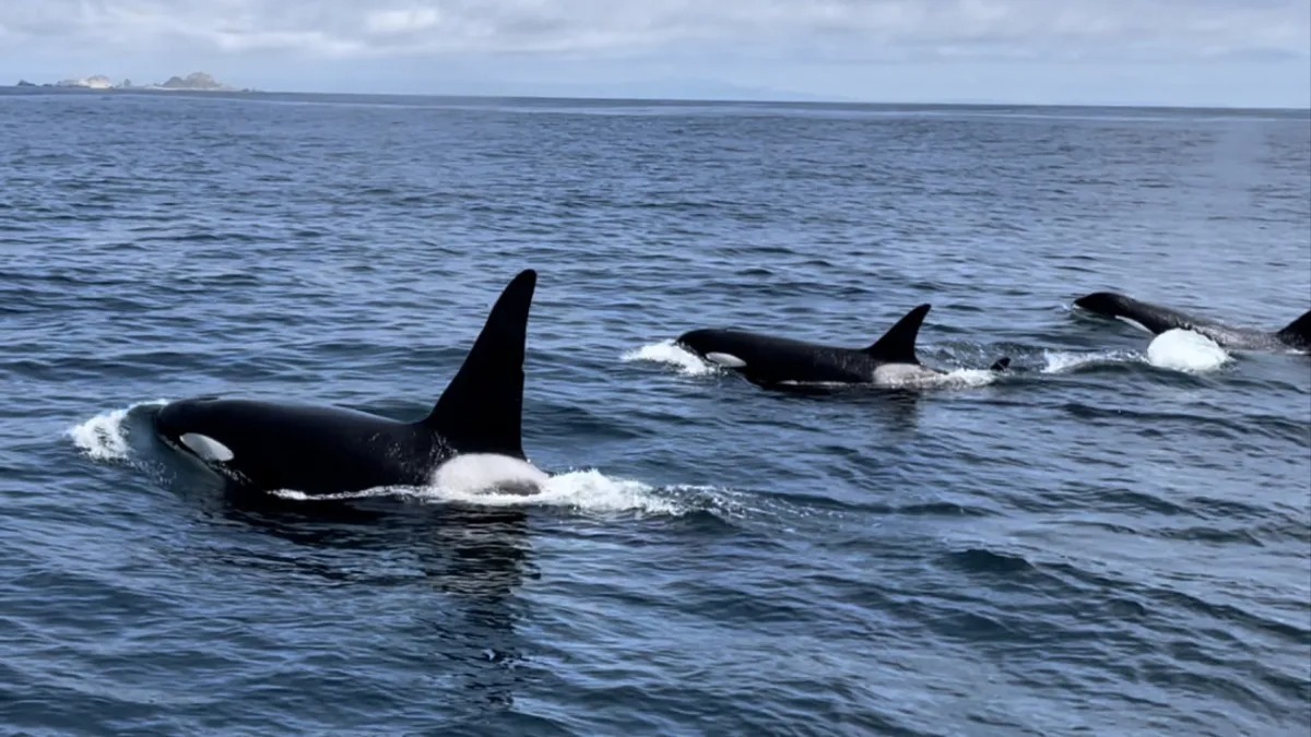 Gruesome Video Reveals Orcas' Deadly Tactic on the World's Largest ...