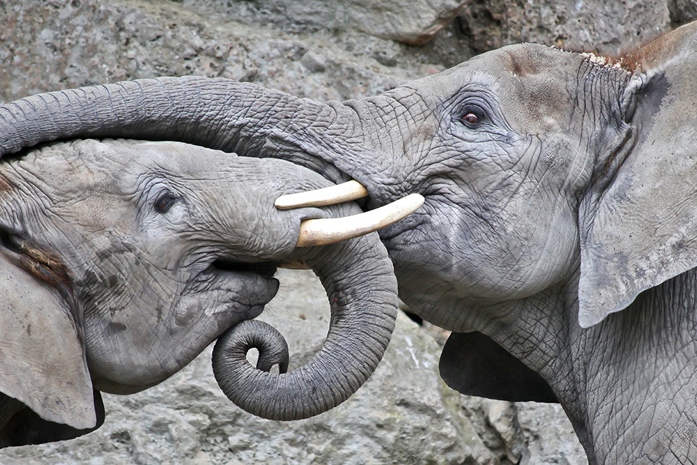 Elephants in Love: Unlocking the Secrets of Affection in the Animal ...