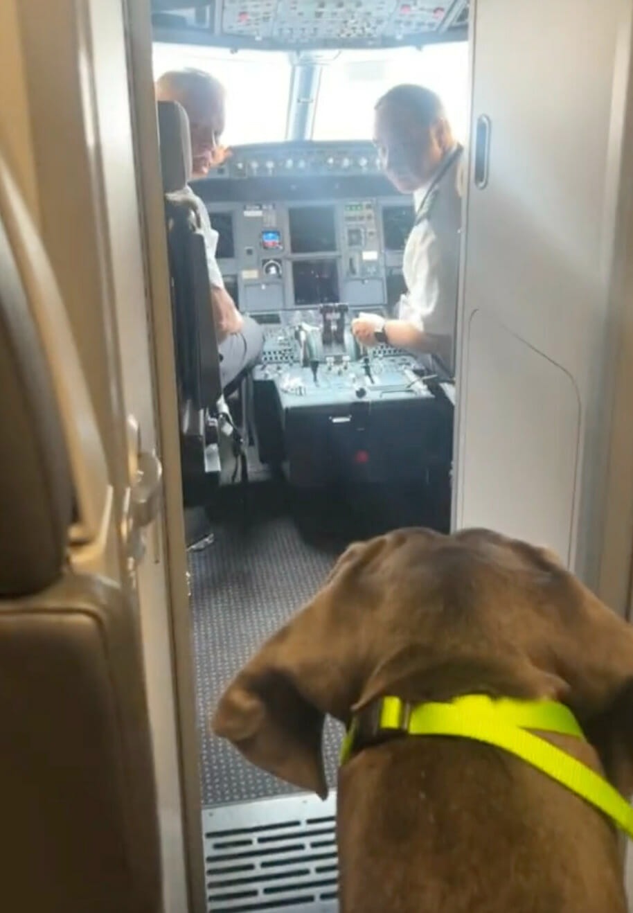 Owner pays for three plane tickets so Great Dane can fly with him: big ...