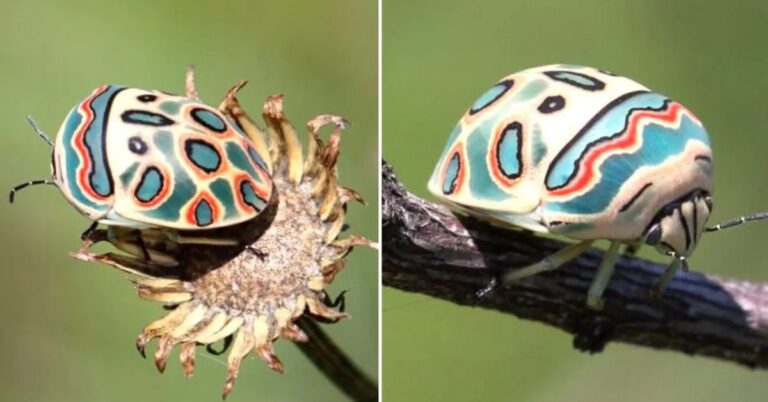 Picasso Bug: A Masterpiece of Nature - Hasan Jasim