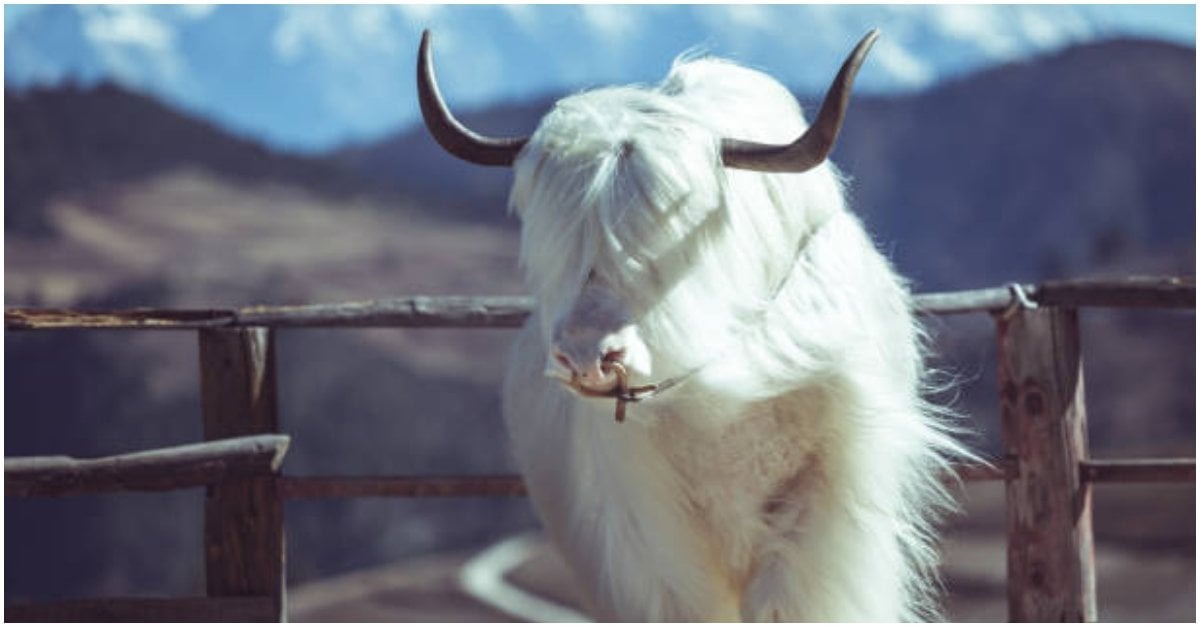 Tibetan White Yak – The Enigmatic Snow White Rarity - Hasan Jasim