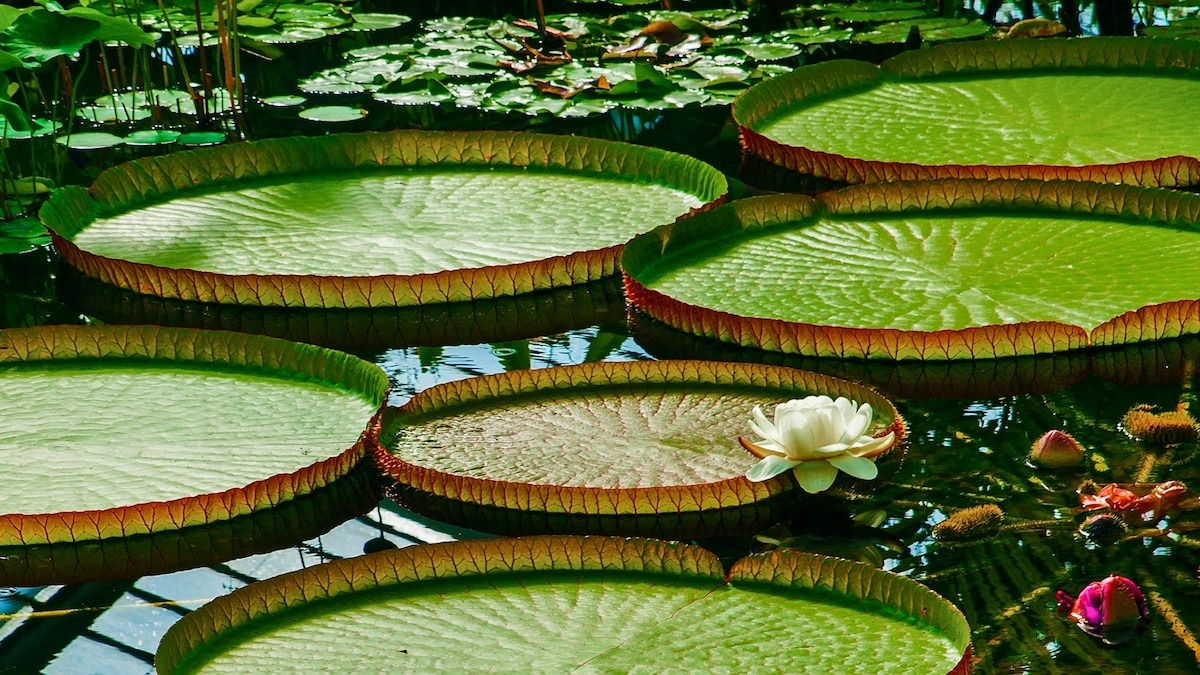 Revealing Nature’s Masterpiece: Unveiling the Enchanting Beauty of ...