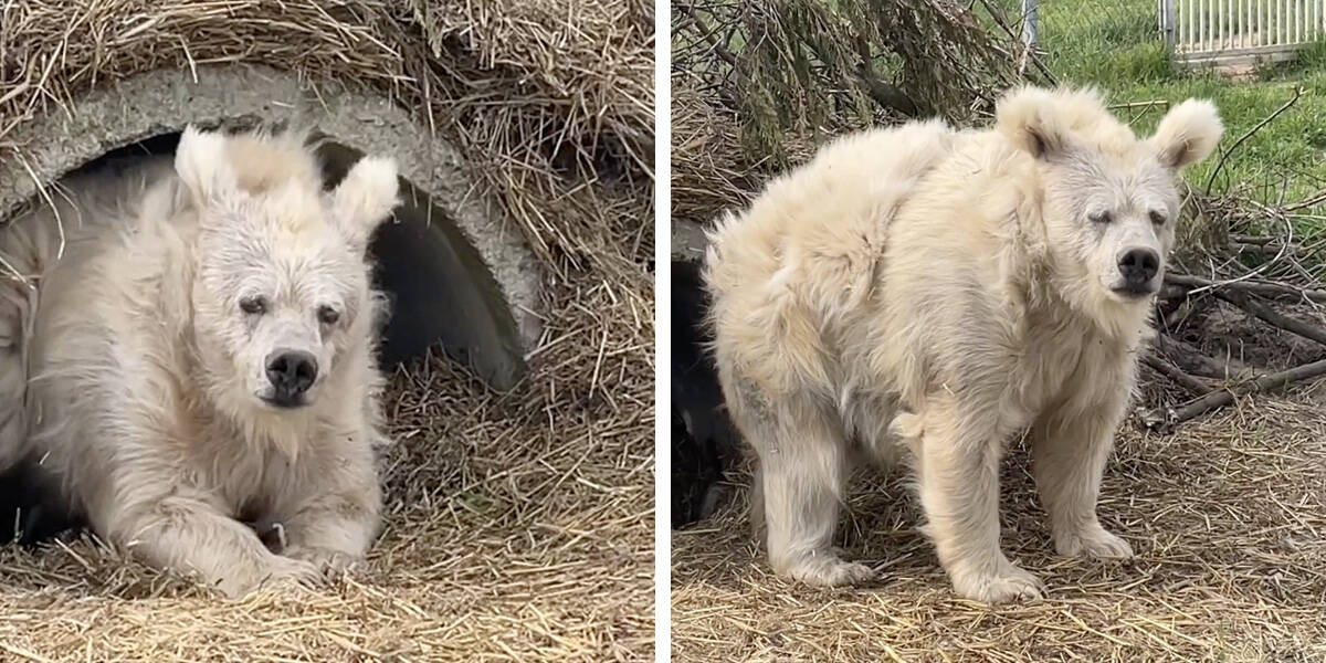 Drowsy Bear’s Morning Ritual Turns Her Into the Icon of Lethargy and ...