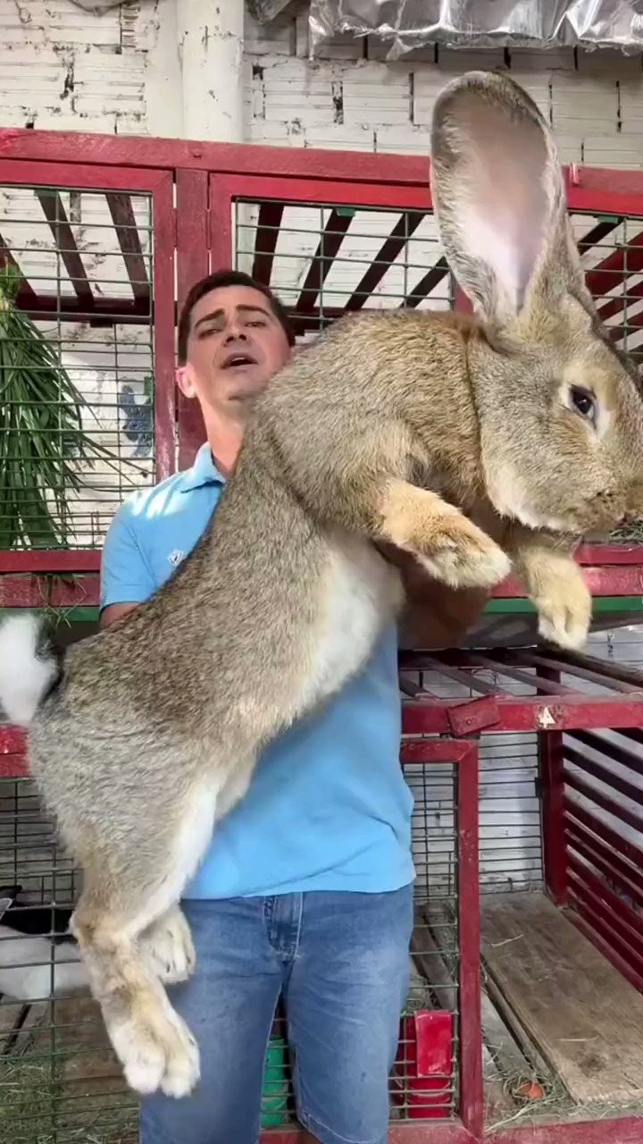 Meet the Majestic Flemish Giant Rabbit: Masters of Size and Grace ...
