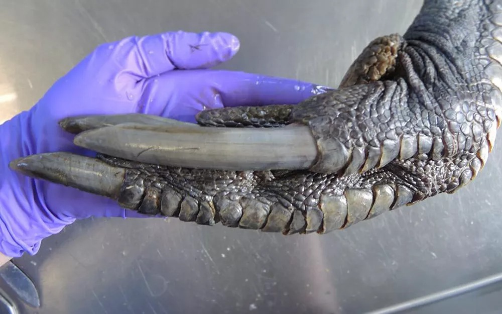 Unveiling the Dinosaur Connection: Enormous Cassowary Foot Holds ...