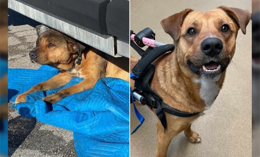 Dog paralyzed in hit-and-run wags his tail for the first time after ...