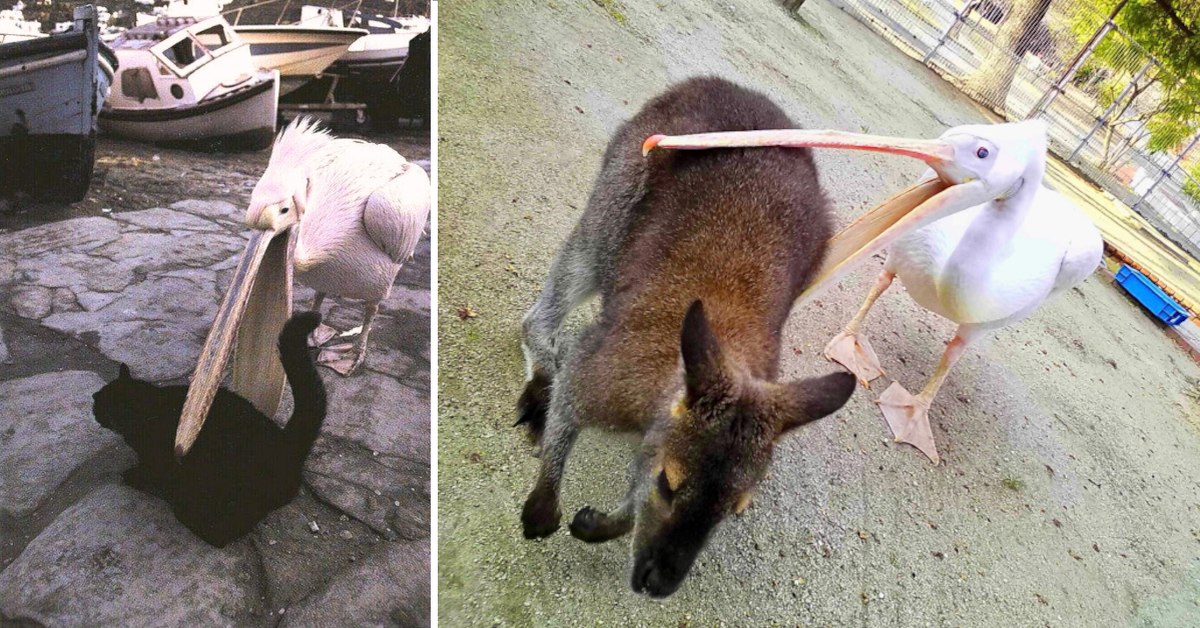 Here’s Proof That Pelicans Will Try to Eat Anything - Hasan Jasim